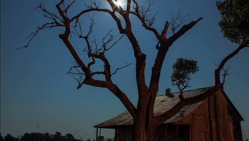 Champion Trees | KET