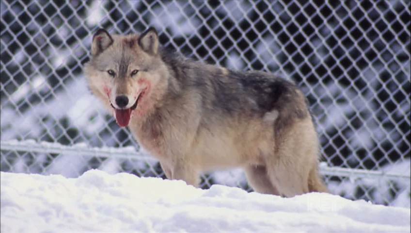 Return of the Wolves: The Next Chapter | Return of the Wolves: The Next ...