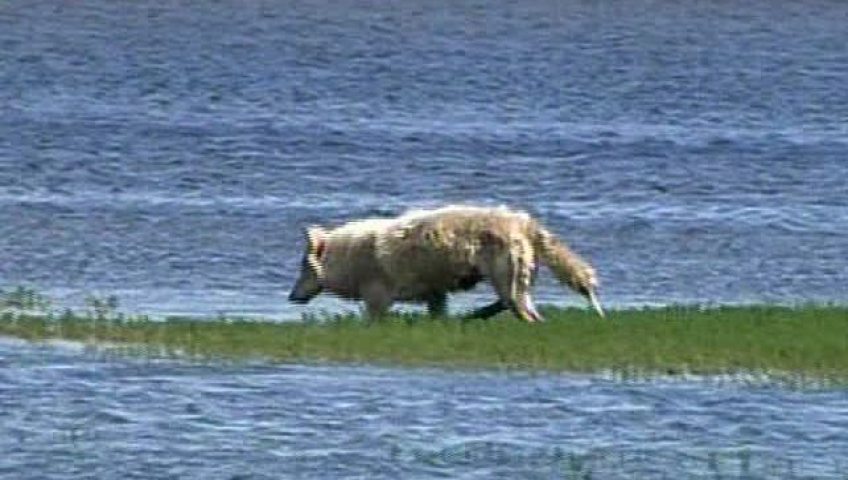 Wolves in Paradise | KET